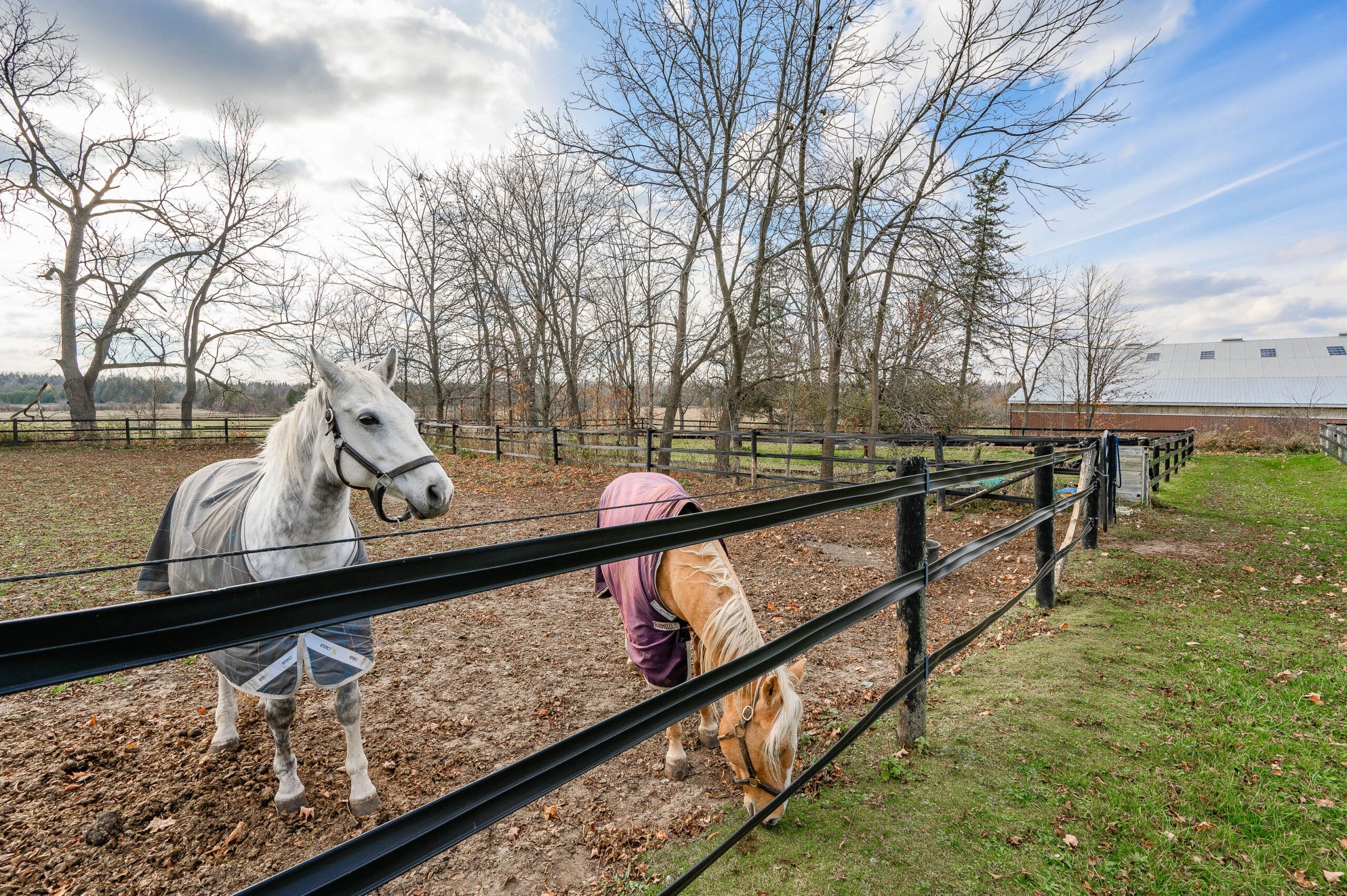 Horse Properties 101 - Capstone REPS